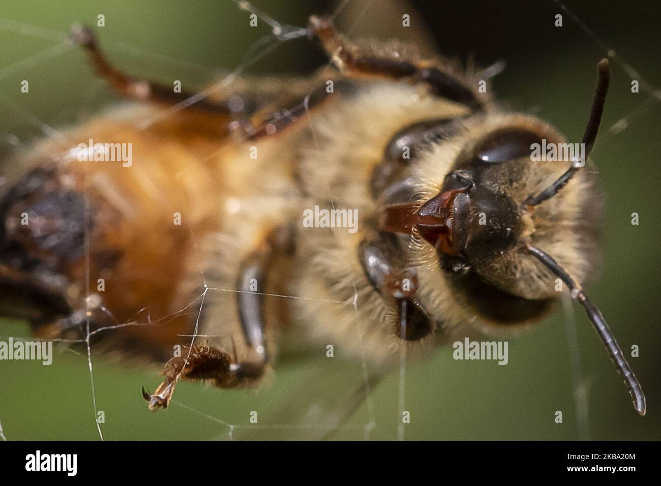 A honeybee trapped in a spider's web in a garden in Lincoln, New ...