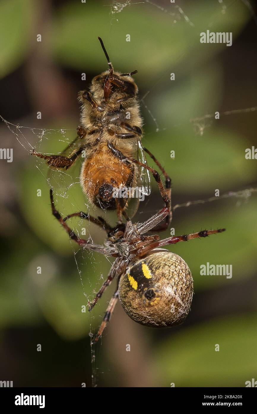 A garden Orbweb spider reaches for a honey bee trapped in its web in ...