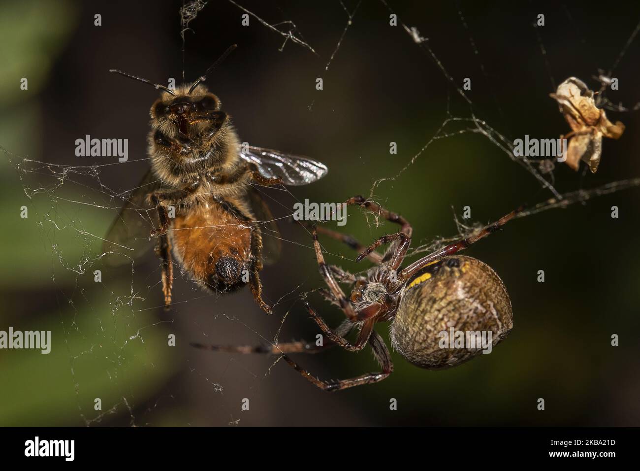 A garden Orbweb spider reaches for a honey bee trapped in its web in ...