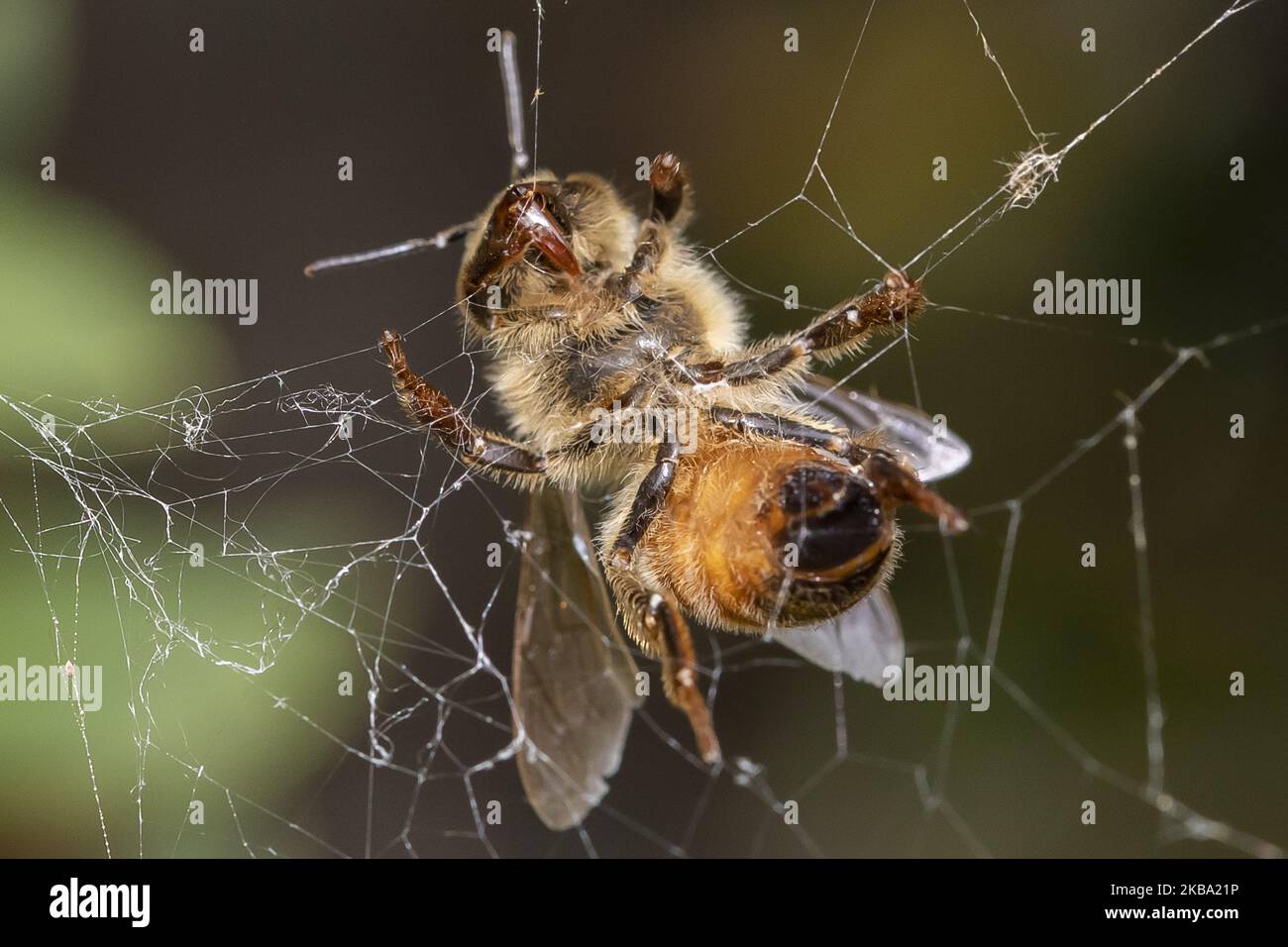 A honey bee trapped in a spider's web in a garden in Lincoln, New ...