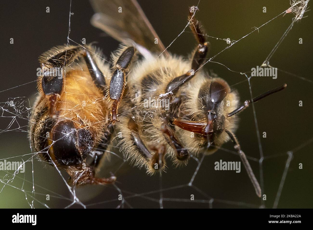 A honeybee trapped in a spider's web in a garden in Lincoln, New ...