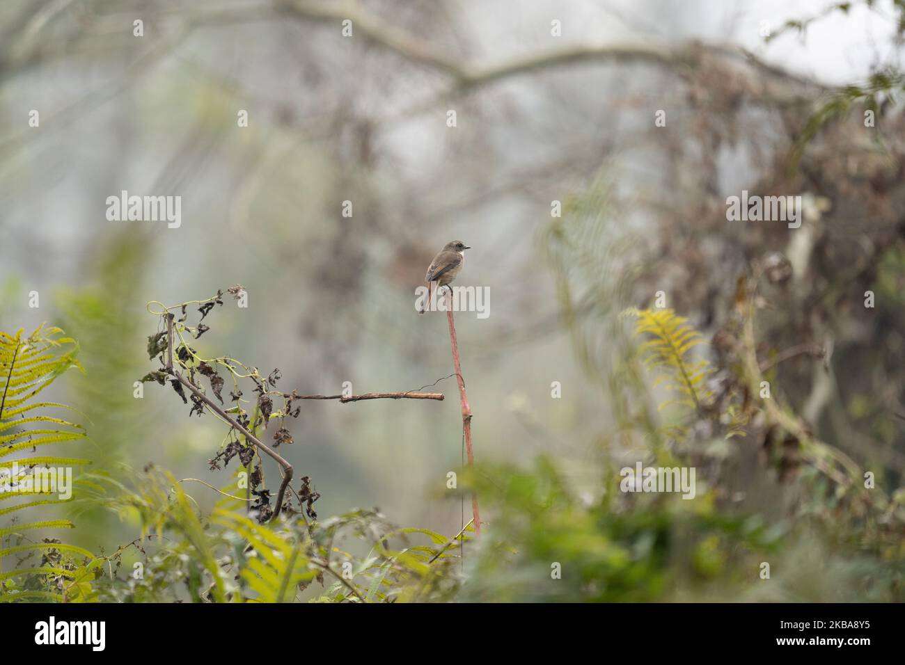 A grey bushchat perching on a dead reed in the jungle Stock Photo - Alamy