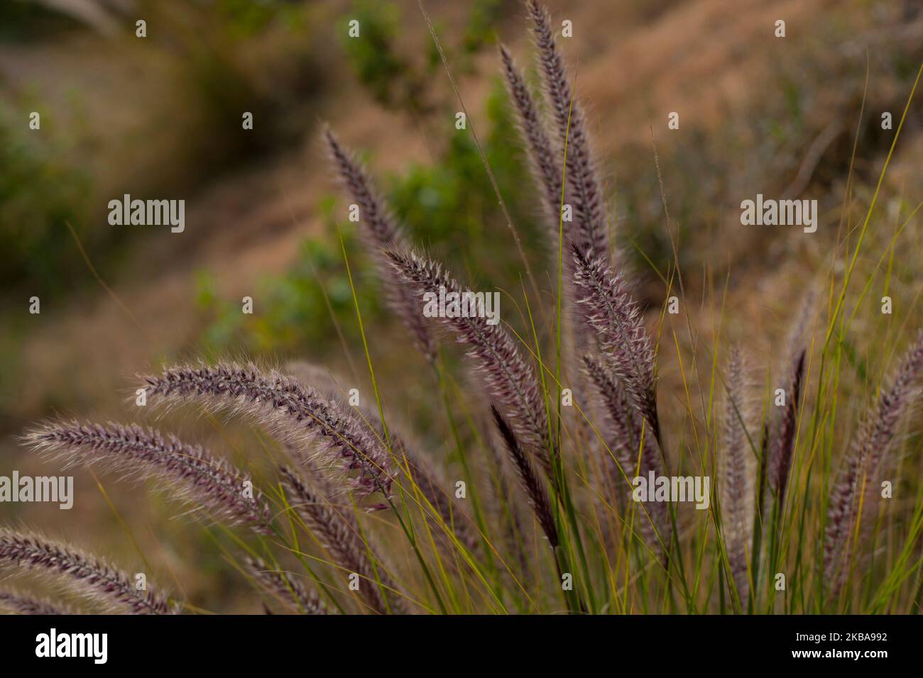 Los Angeles trail plants and flowers Stock Photo - Alamy