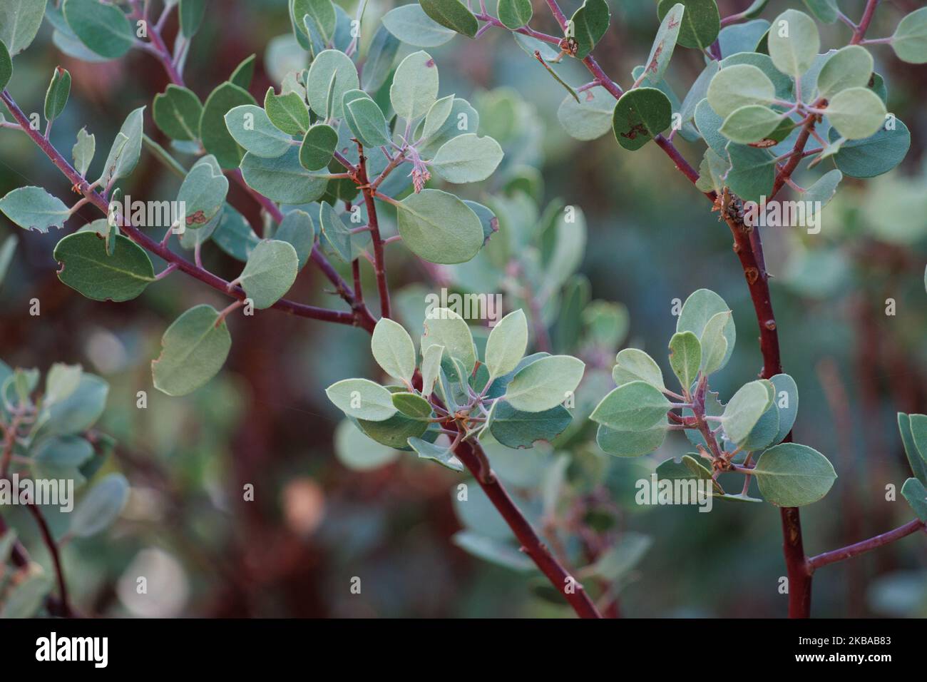 Green distally mucronulate entire trichomatic elliptic leaves of ...