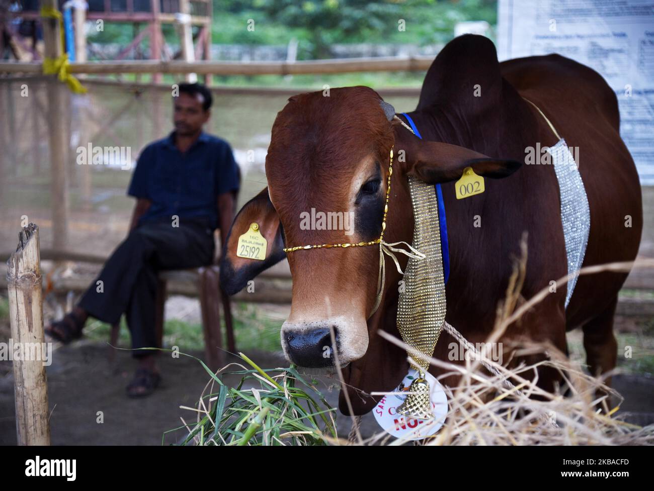 Sahiwal Cow Price