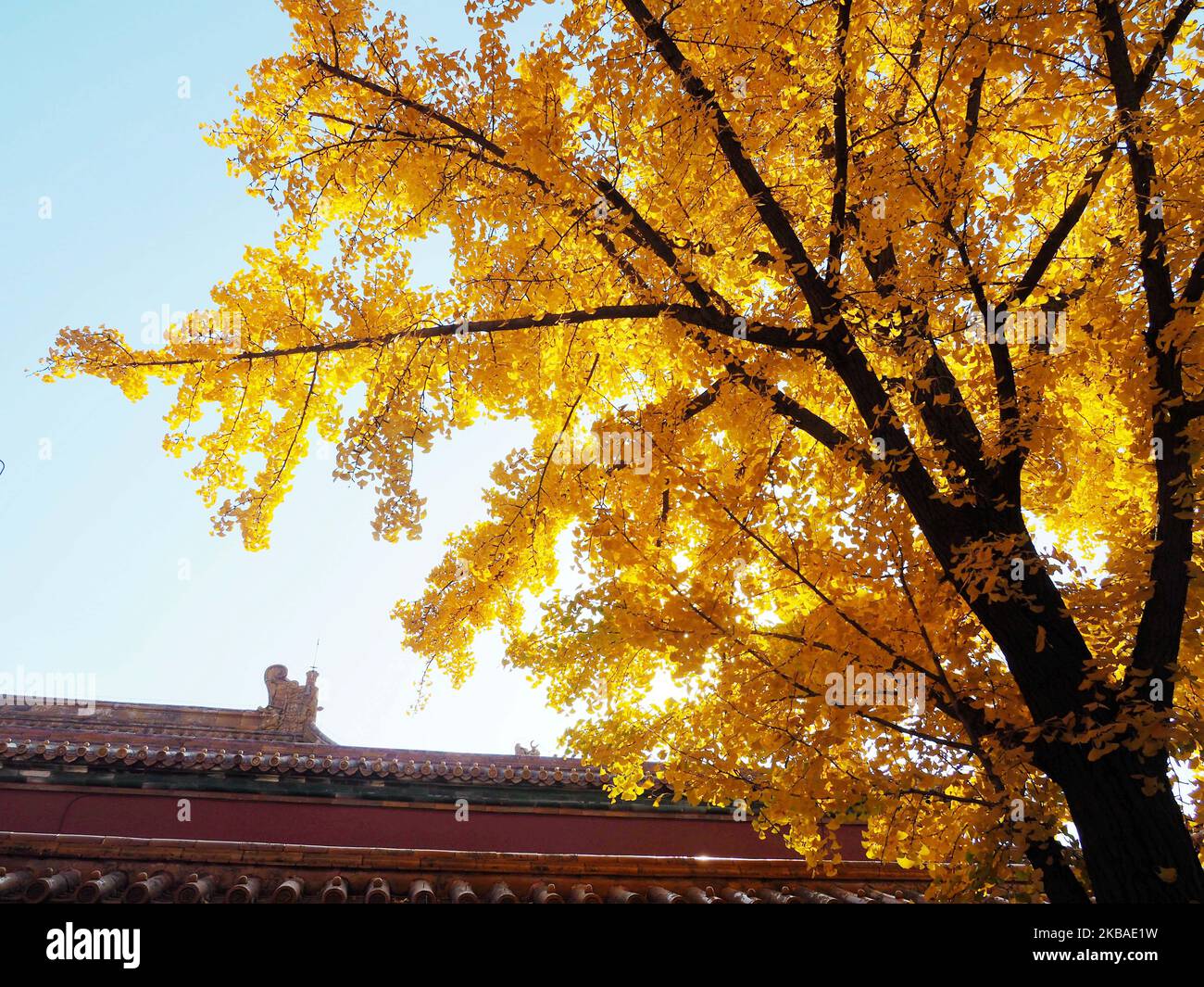 The beautiful autumn scenery attracts tourists to see in the Forbidden ...