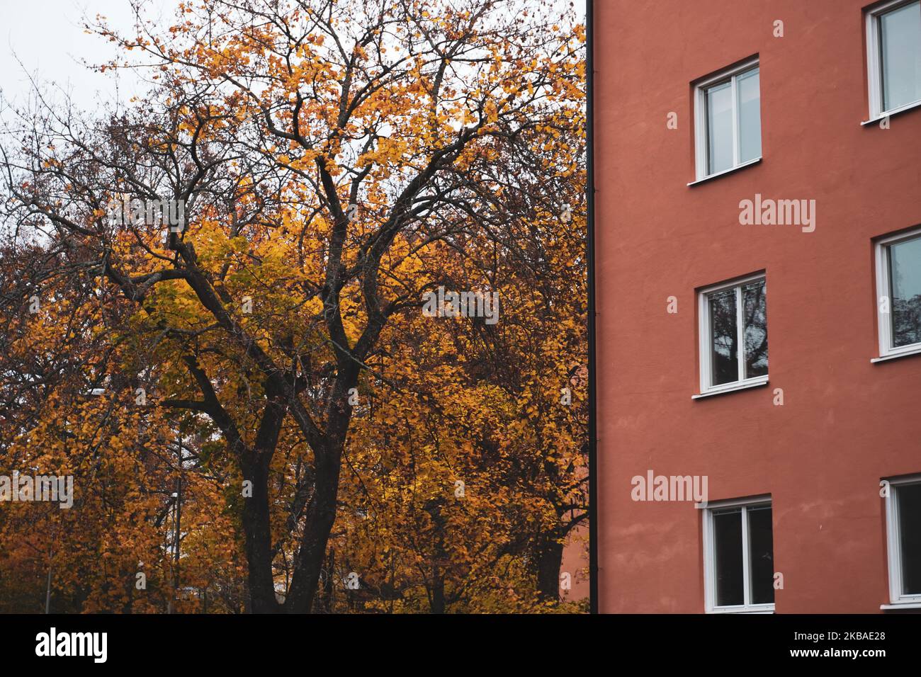 Tree next to modern building during autumn Stock Photo - Alamy
