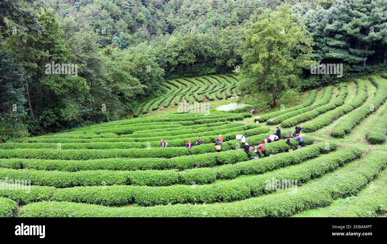 Aerial photos show farmers picking high-mountain tea in Jili Tea Garden ...