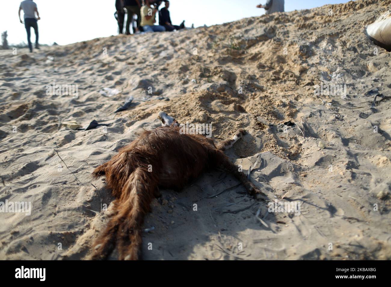 A dead goat Next to a crater made in overnight Israeli missile strikes ...