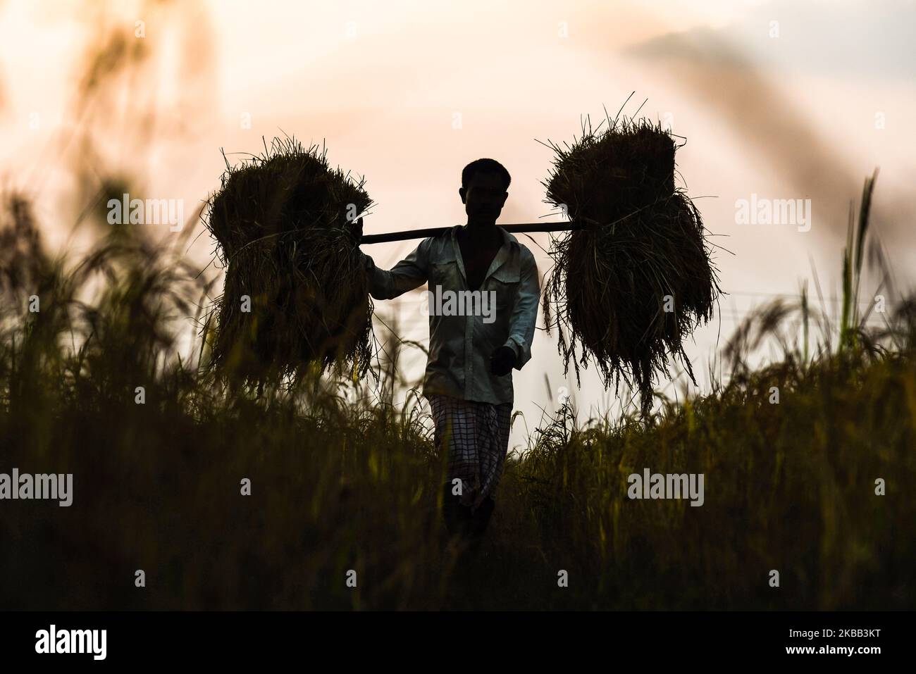 A farmer carries his harvested paddy during sunset, at Saderi village ...