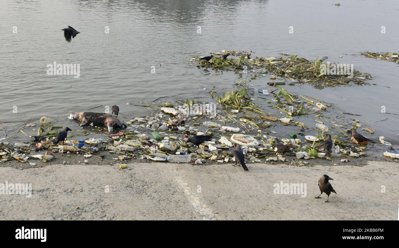 Dead Animals From Water Pollution
