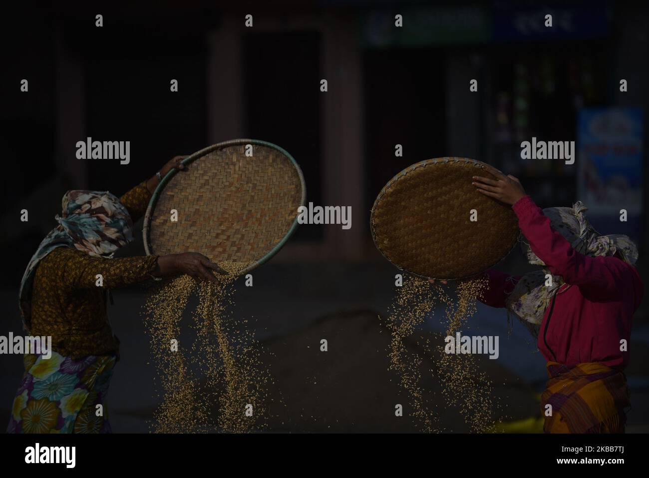 Nepalese farmer's separates rice from grains and the glumes, or husks ...
