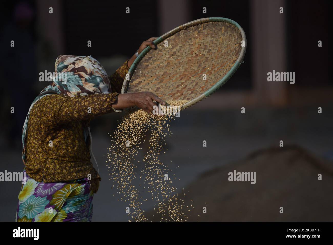 A Nepalese farmer separates rice from grains and the glumes, or husks ...