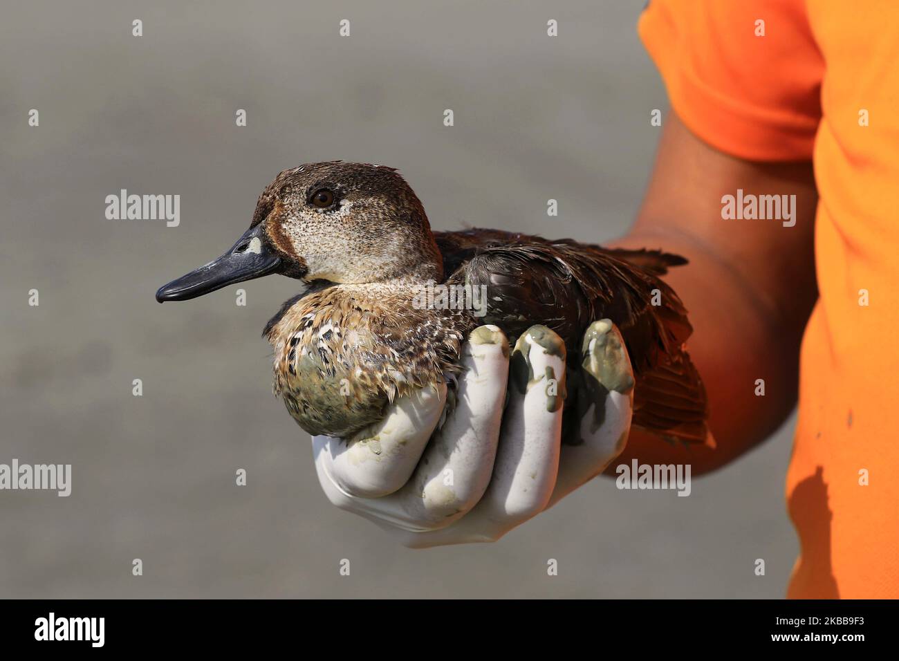 Botulism duck hi-res stock photography and images - Alamy