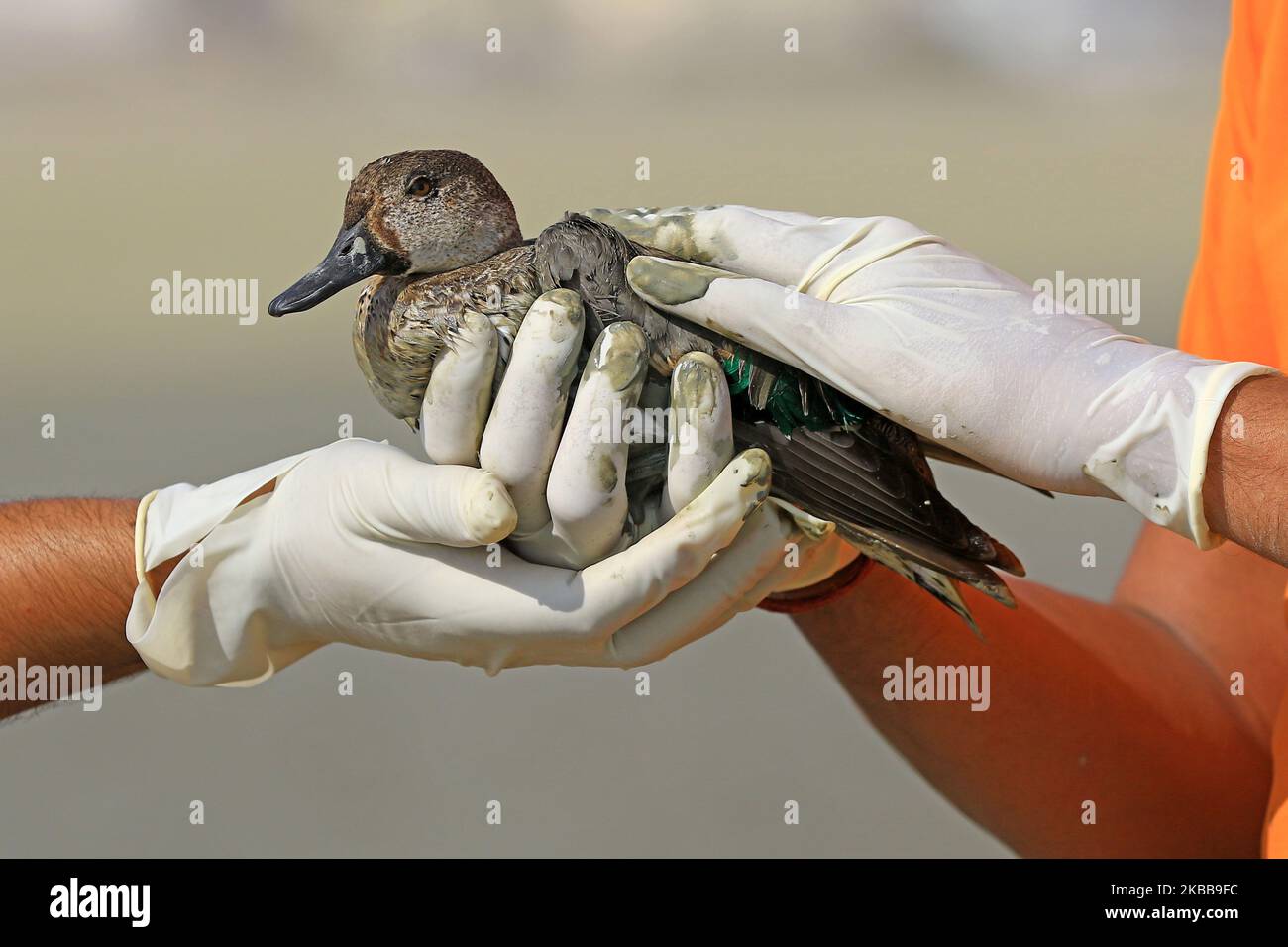 Botulism duck hi-res stock photography and images - Alamy