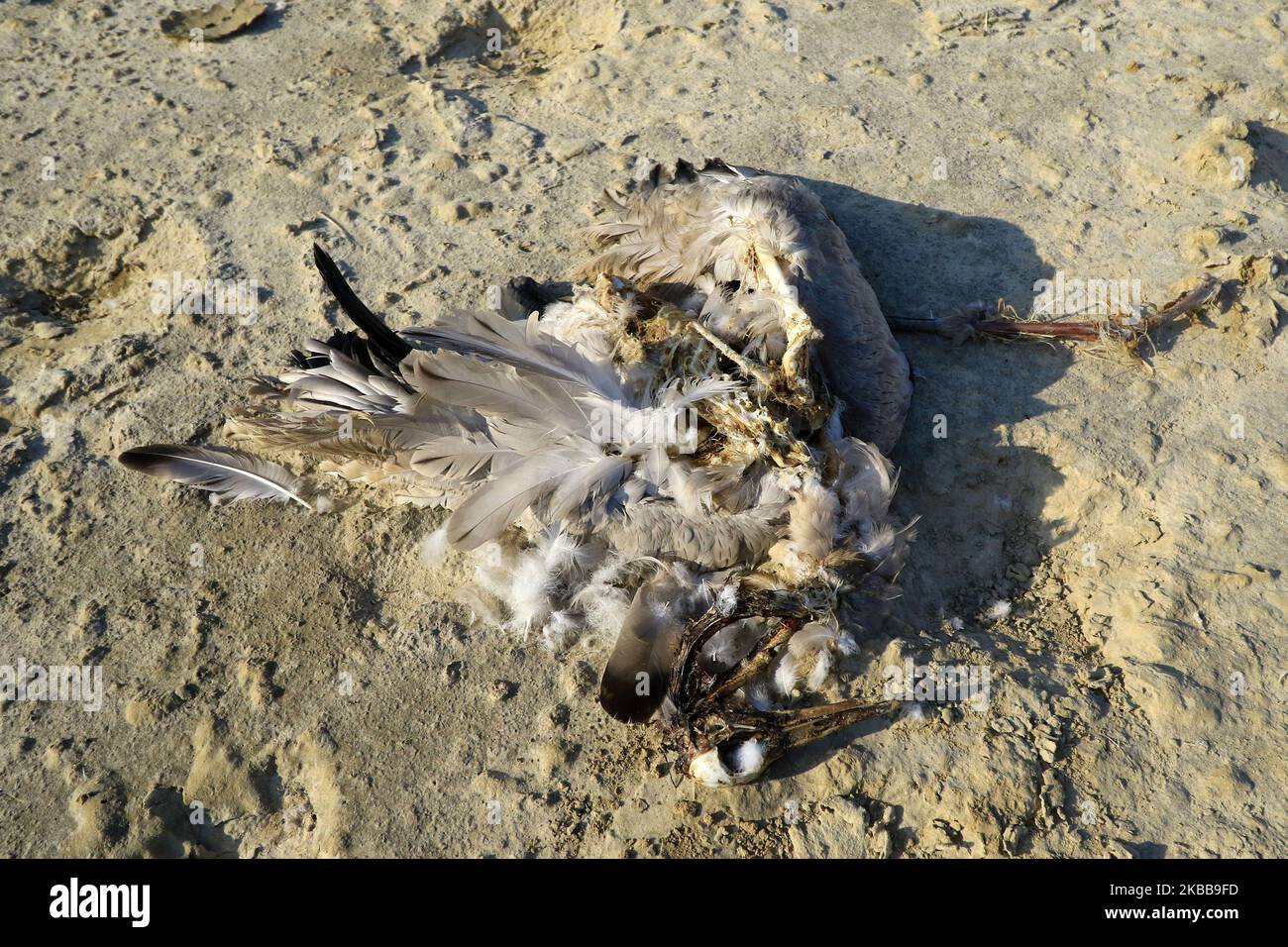 Suspected botulism hi-res stock photography and images - Alamy