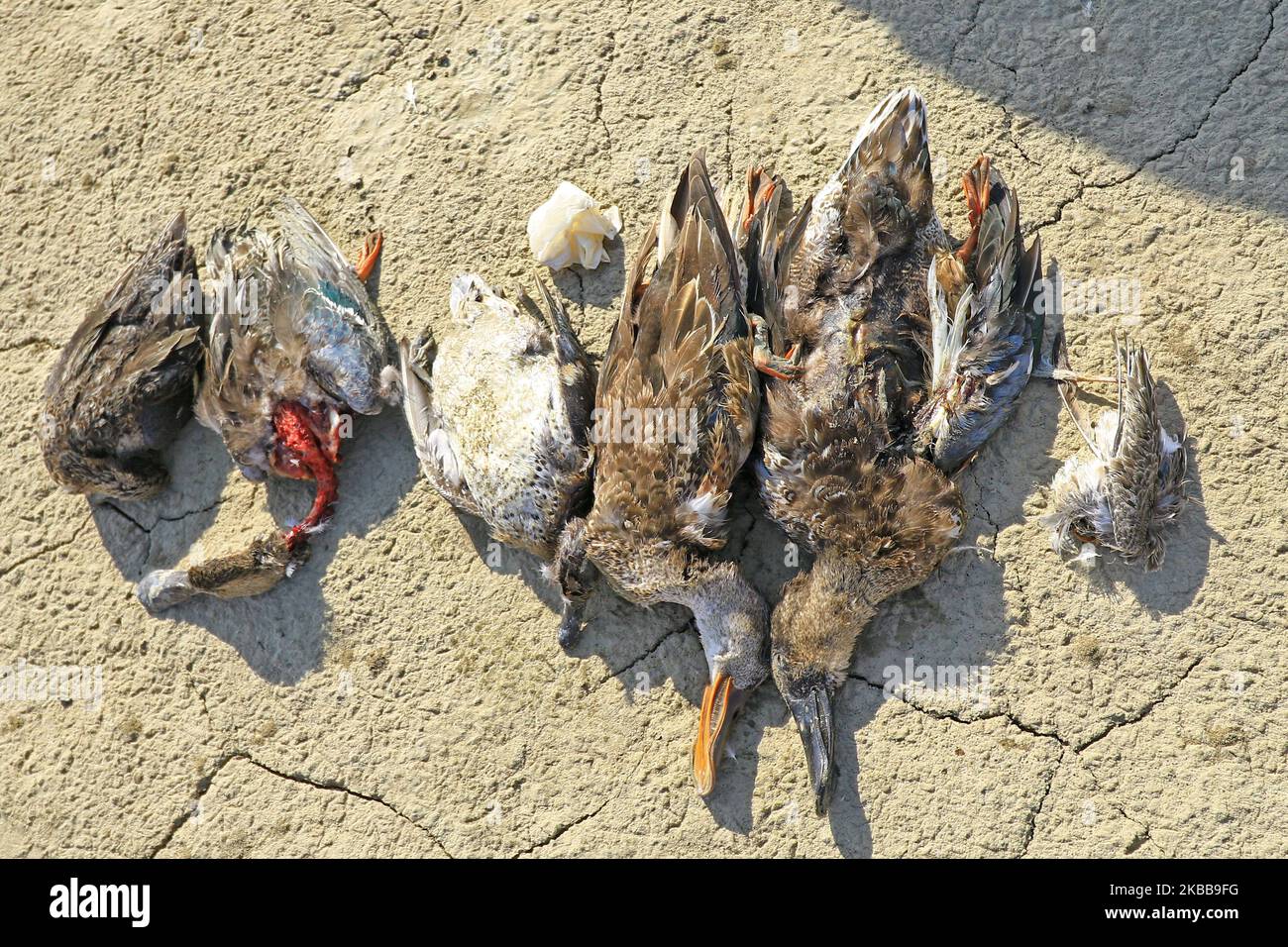 Suspected botulism hi-res stock photography and images - Alamy