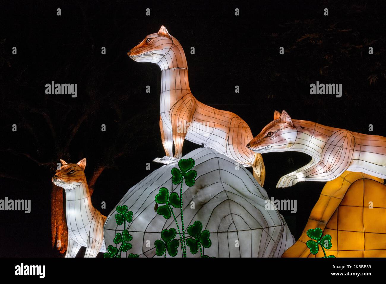 Weasel sabanera hi-res stock photography and images - Alamy