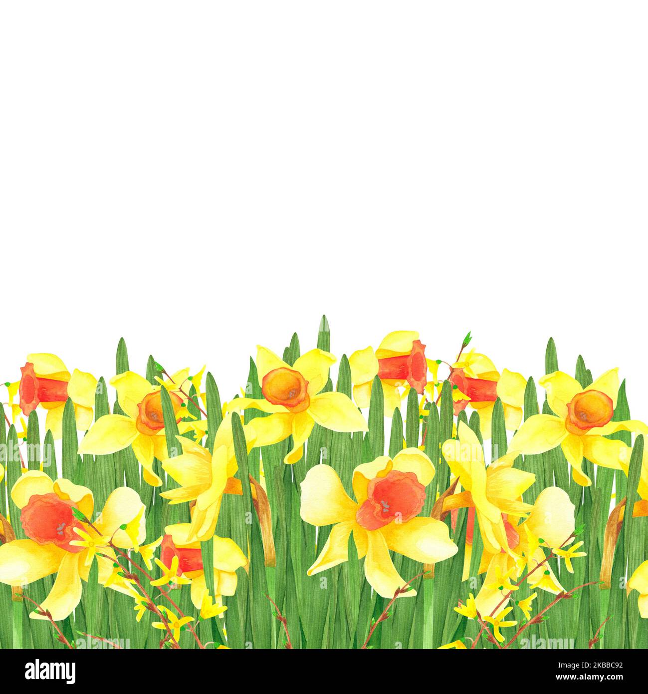 Border with spring flowers daffodils, Forsythia isolated on white ...