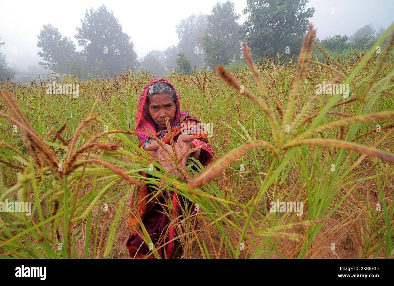 Local tribal villager of the Kandhamal district are seen at their ...