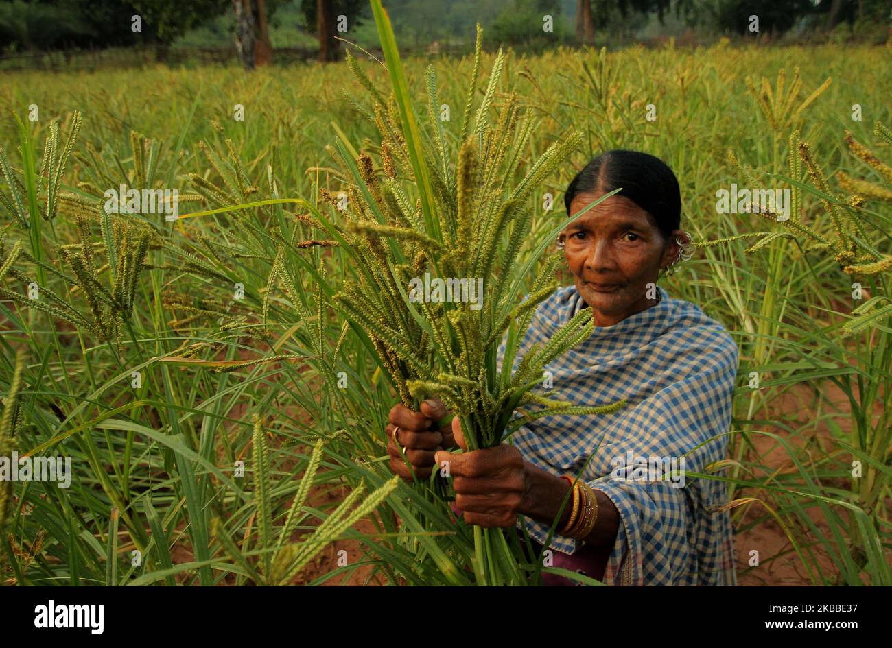 Local tribal villager of the Kandhamal district are seen at their ...