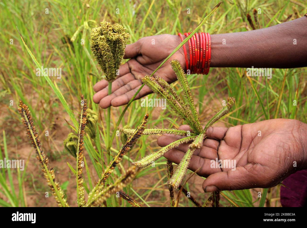 Riped millet crops hi-res stock photography and images - Alamy