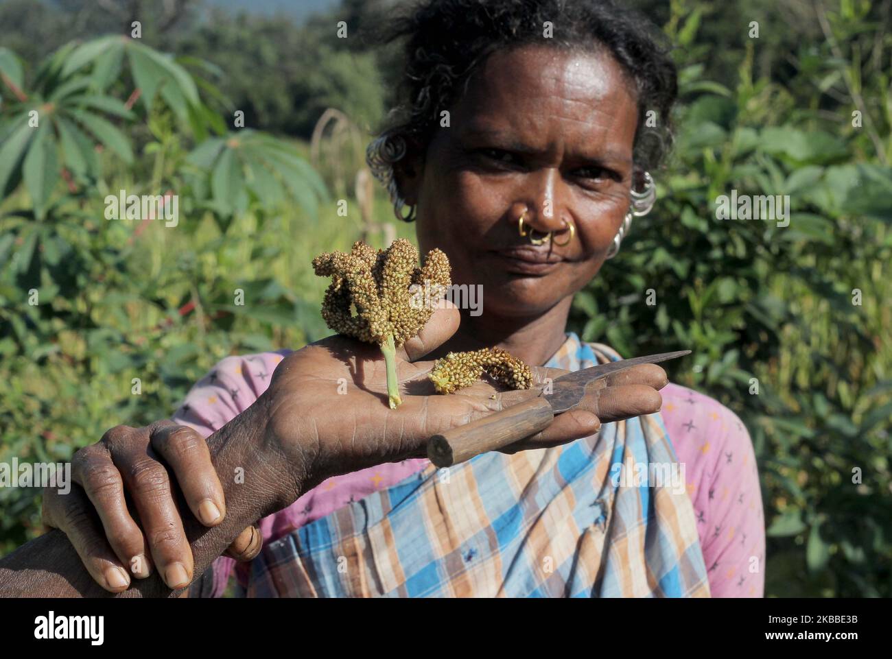 Local tribal villager of the Kandhamal district are seen at their ...