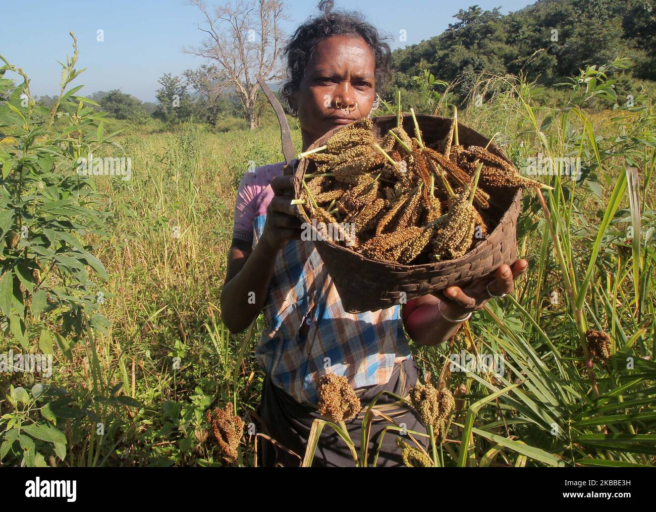 Riped millet crops hi-res stock photography and images - Alamy