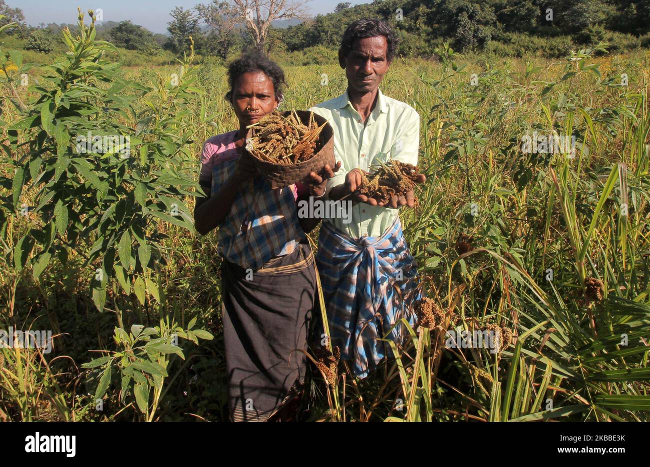 Local tribal villager of the Kandhamal district are seen at their ...