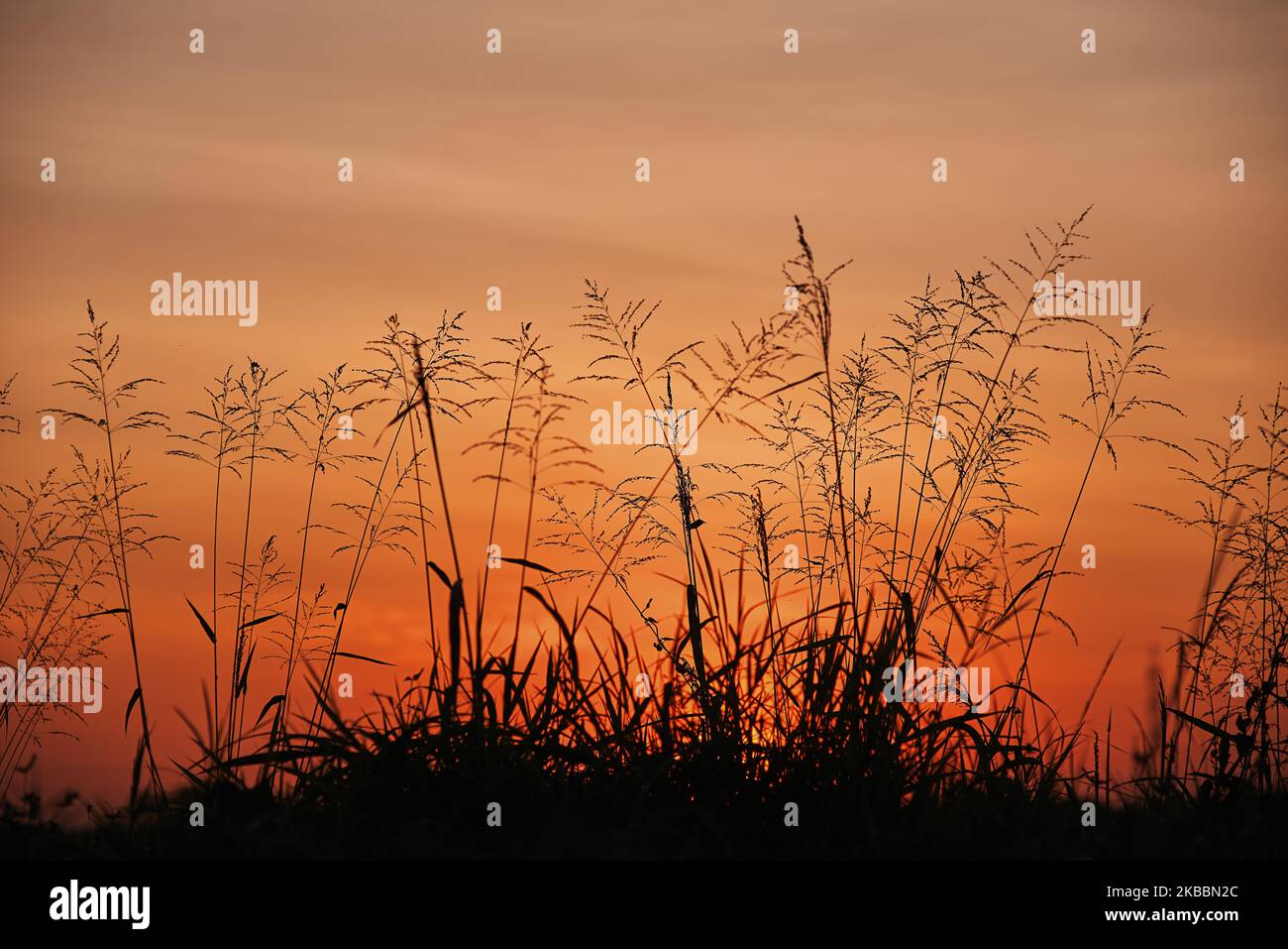 The grass with the orange sky of sunset Stock Photo - Alamy