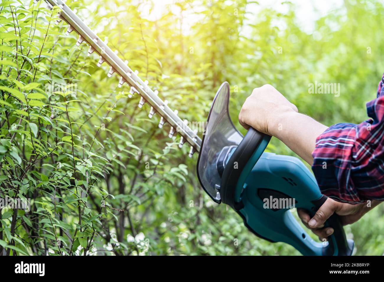 Gardener holding electric hedge trimmer to cut the treetop in garden ...