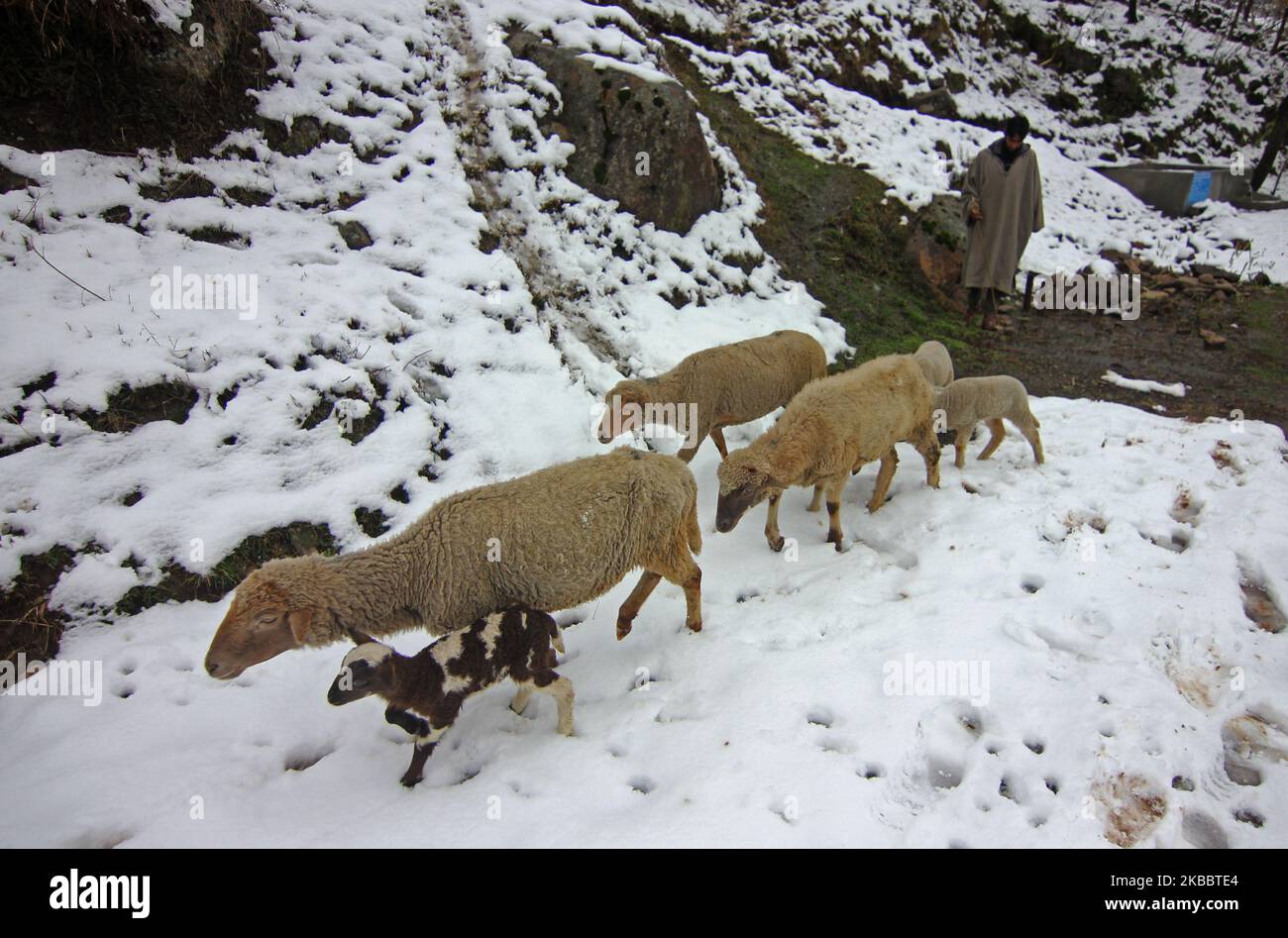 A nomad walks with his sheep after a fresh spell of snowfall on the ...