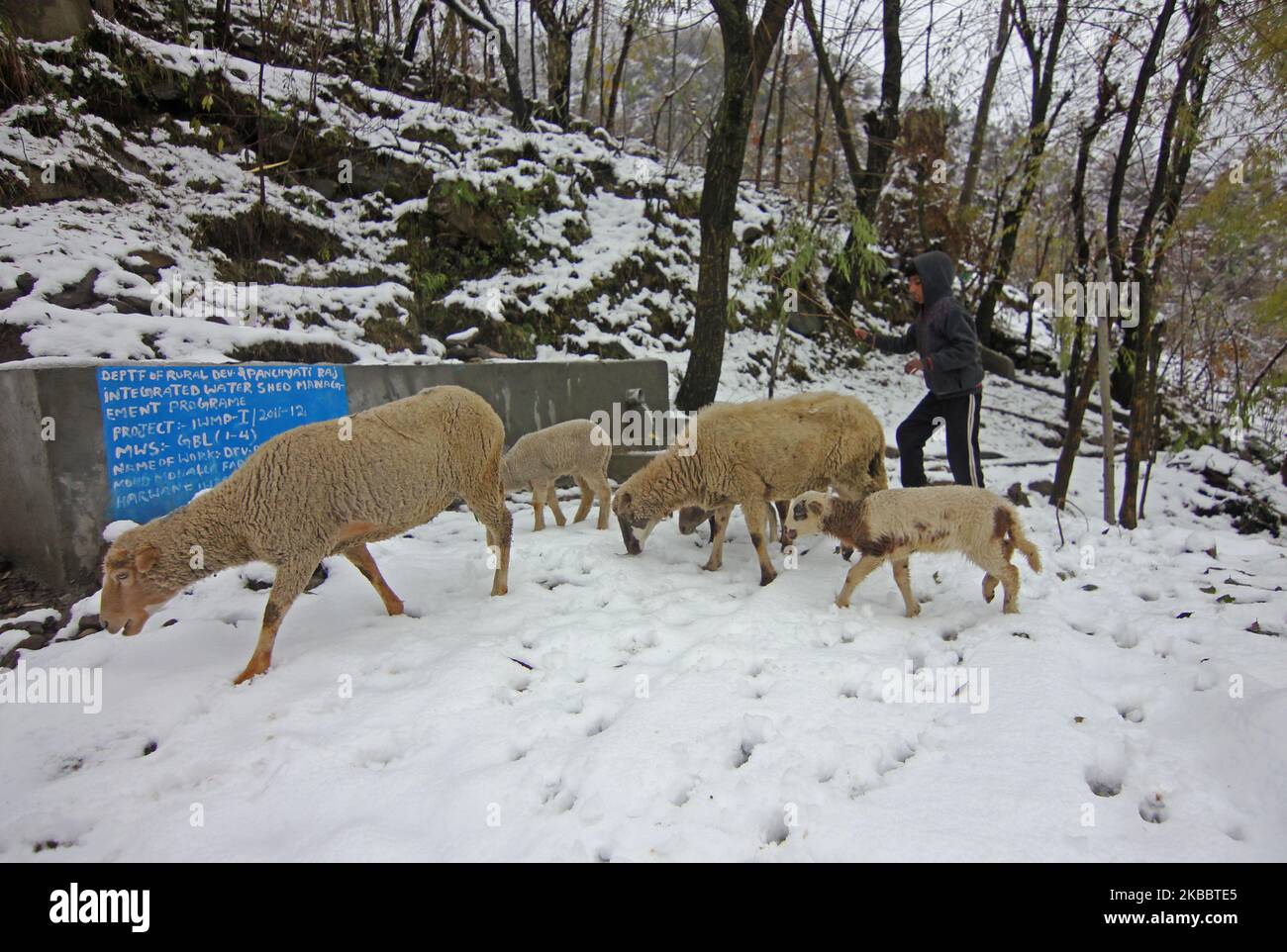 A nomad walks with his sheep after a fresh spell of snowfall on the ...