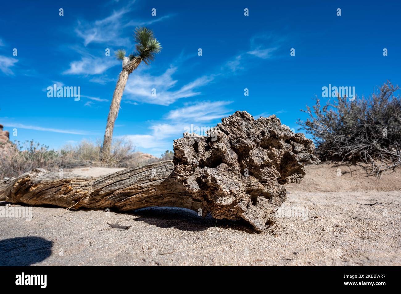 Lone dead tree on ground in front of landscape of Joshua Tree National ...
