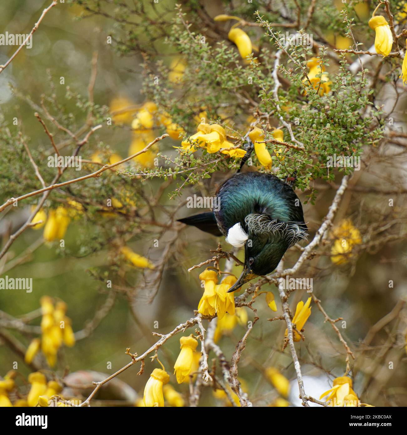 Tui, endemic passerine bird of Aotearoa / New Zealand, feeding on ...
