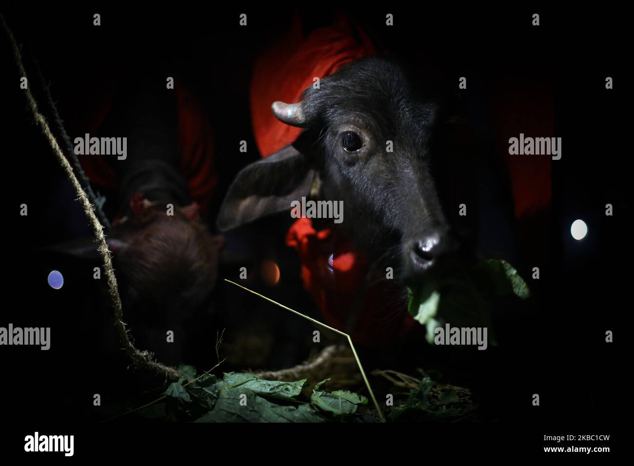 Gadhimai festival hi-res stock photography and images - Alamy