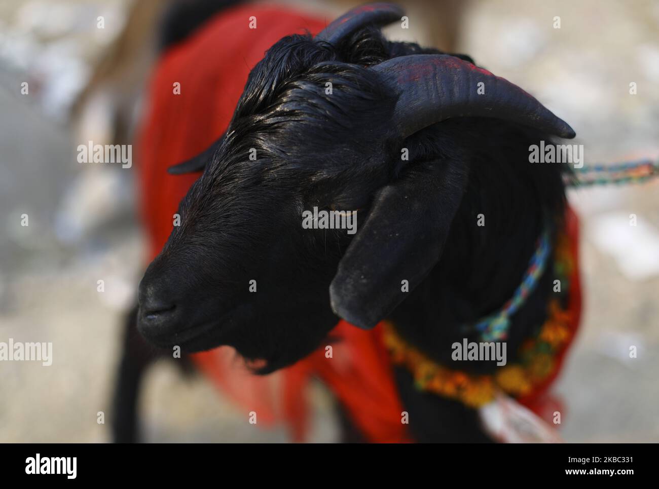 Gadhimai temple premise hi-res stock photography and images - Alamy