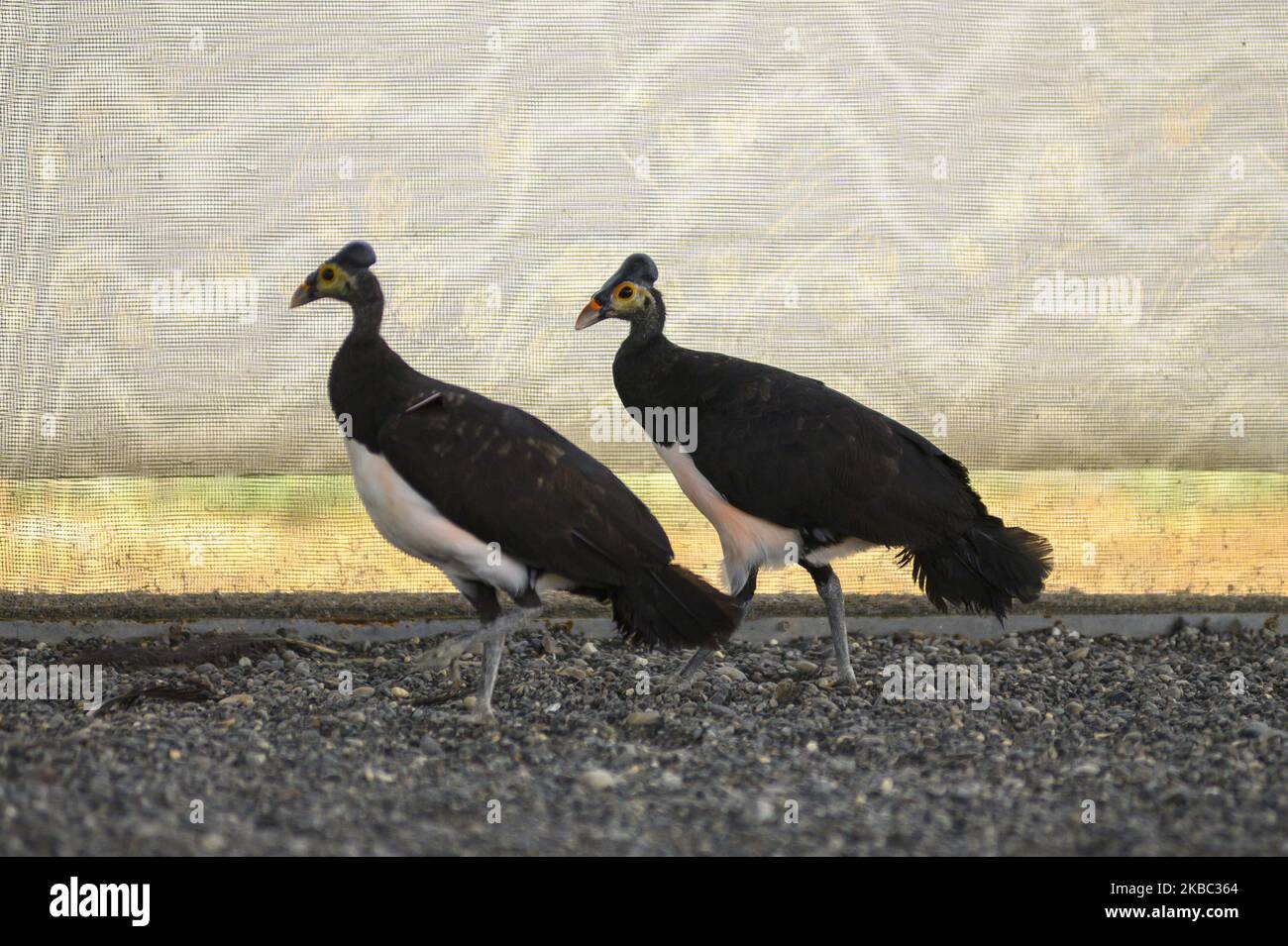 Maleo mother bird (Macrochepalon maleo) is in a breeding cage in Batui ...