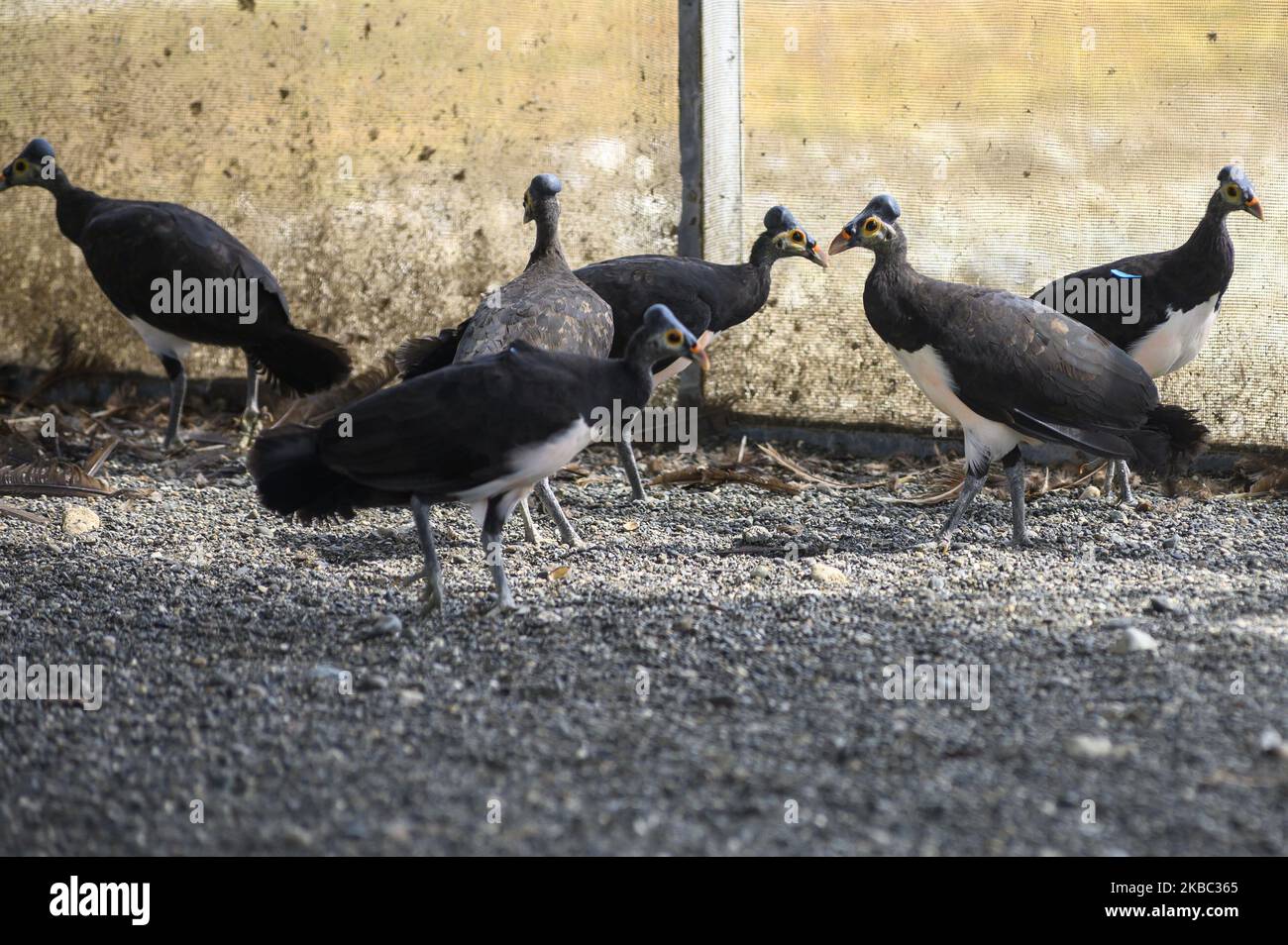 Maleo mother bird (Macrochepalon maleo) is in a breeding cage in Batui ...