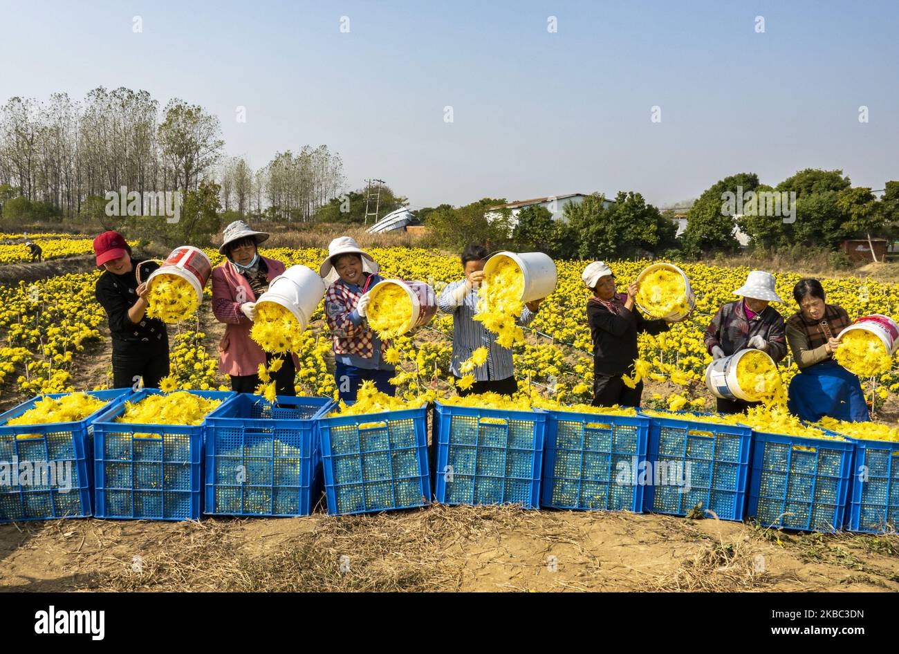 HEFEI, CHINA - NOVEMBER 3, 2022 - Farmers harvest golden chrysanthemum ...