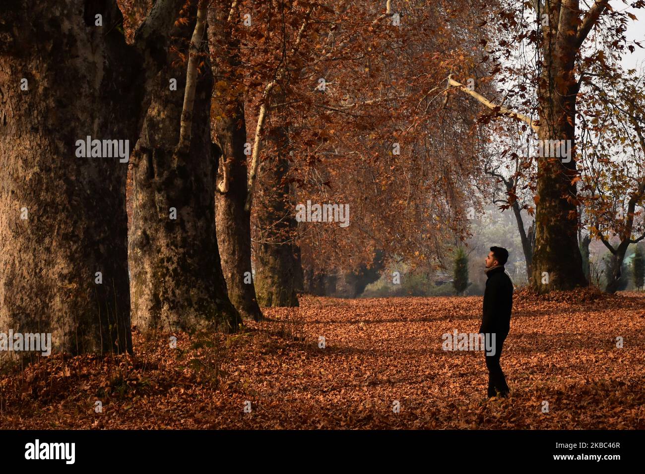 A Kashmiri boy stands inside Nisht bagh during Autumn season in Indian ...