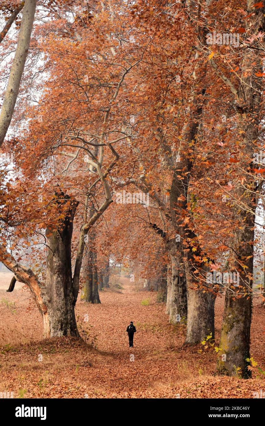 A boy walks inside Nisht bagh during Autumn season in Indian ...