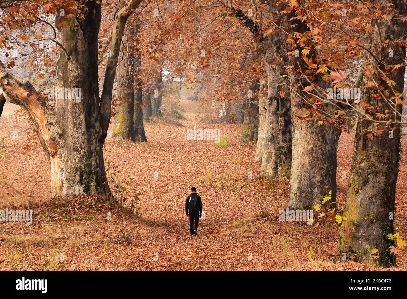 A boy walks inside Nisht bagh during Autumn season in Indian ...