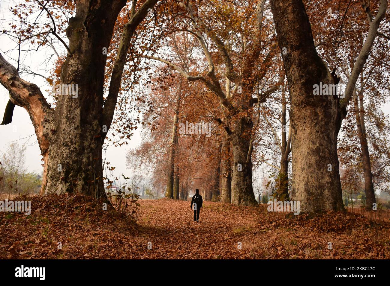 A boy walk inside Nisht bagh during Autumn season in Indian ...