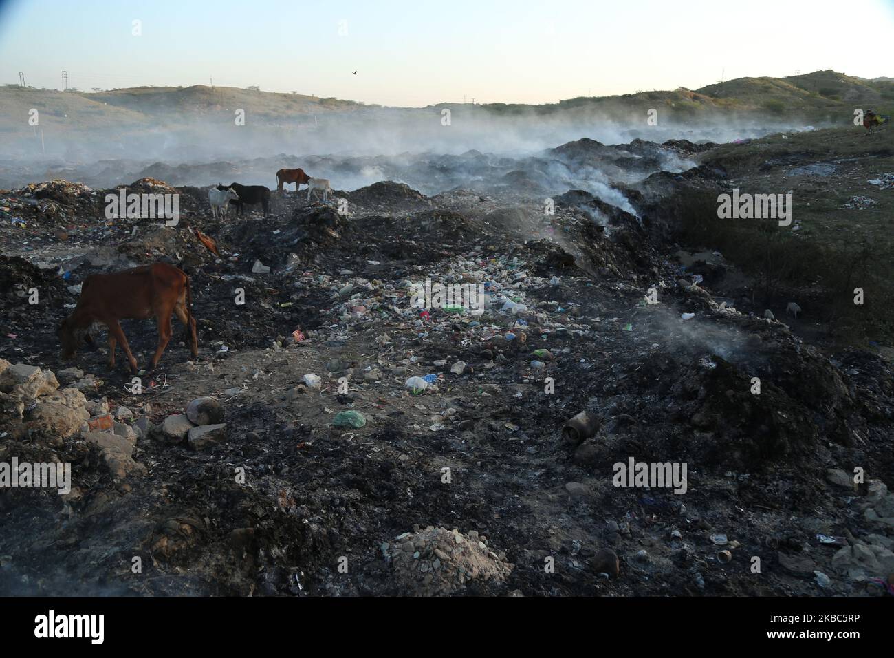 A Cow feeds from a garbage pit filled with plastic and other waste ...