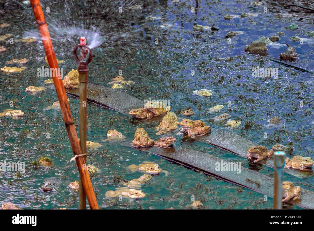 Frogs farm for agriculture at house. Cultivation of frogs with water ...