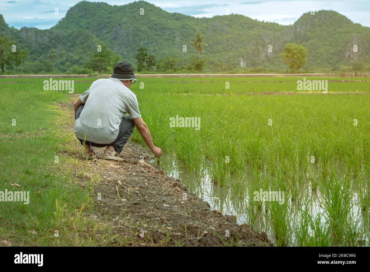 Back view of Male agriculturist wear hat sit to check and monitoring ...