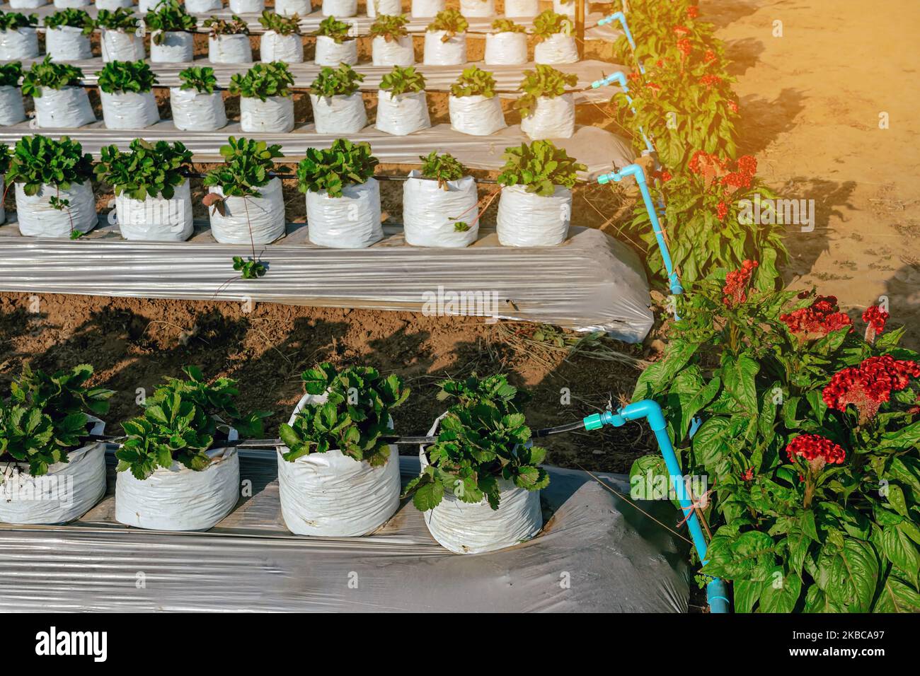 Valves drip irrigation system in organic strawberry farm. Watering ...