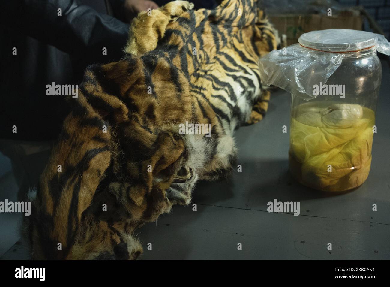a skin and four Sumatran tiger (Panthera tigris sumatrae) fetuses ...