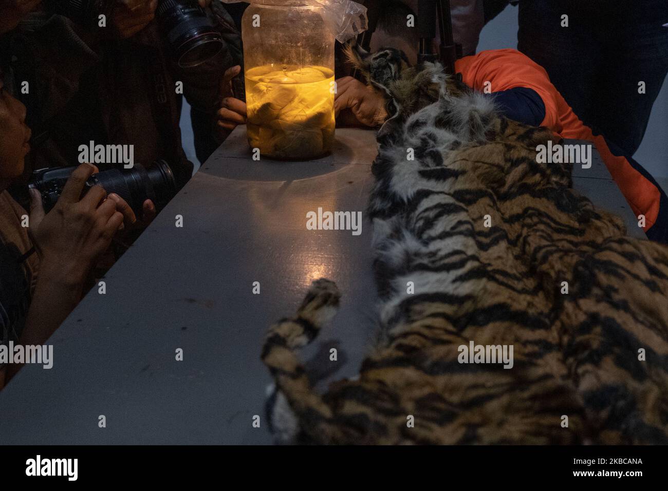 a skin and four Sumatran tiger (Panthera tigris sumatrae) fetuses ...